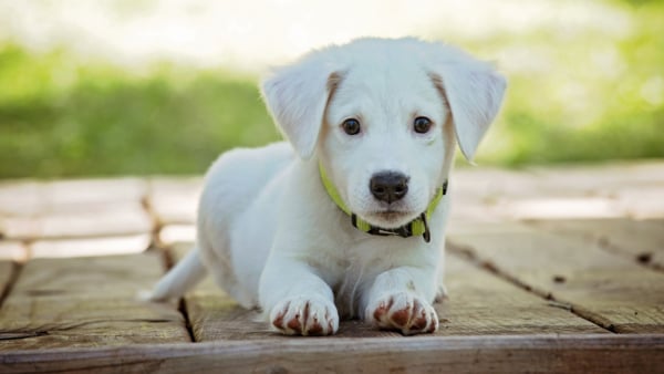 Hund i balans: En aktiv och lugn vardag för din hund